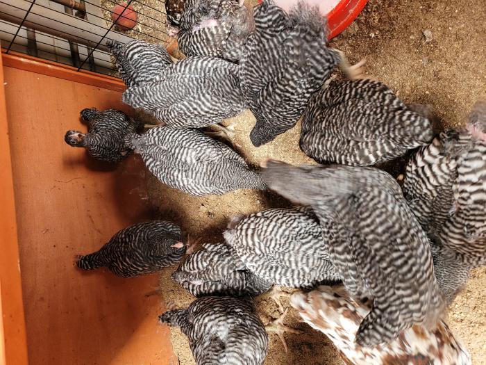 Plymouth Rocks Chicks - Farmstock