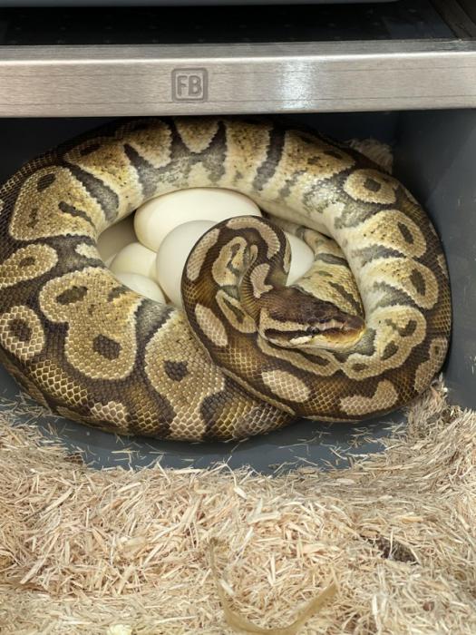 Adult female ball/royal pythons 2kg+ - Farmstock