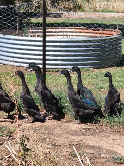Black Indian Runner Duck